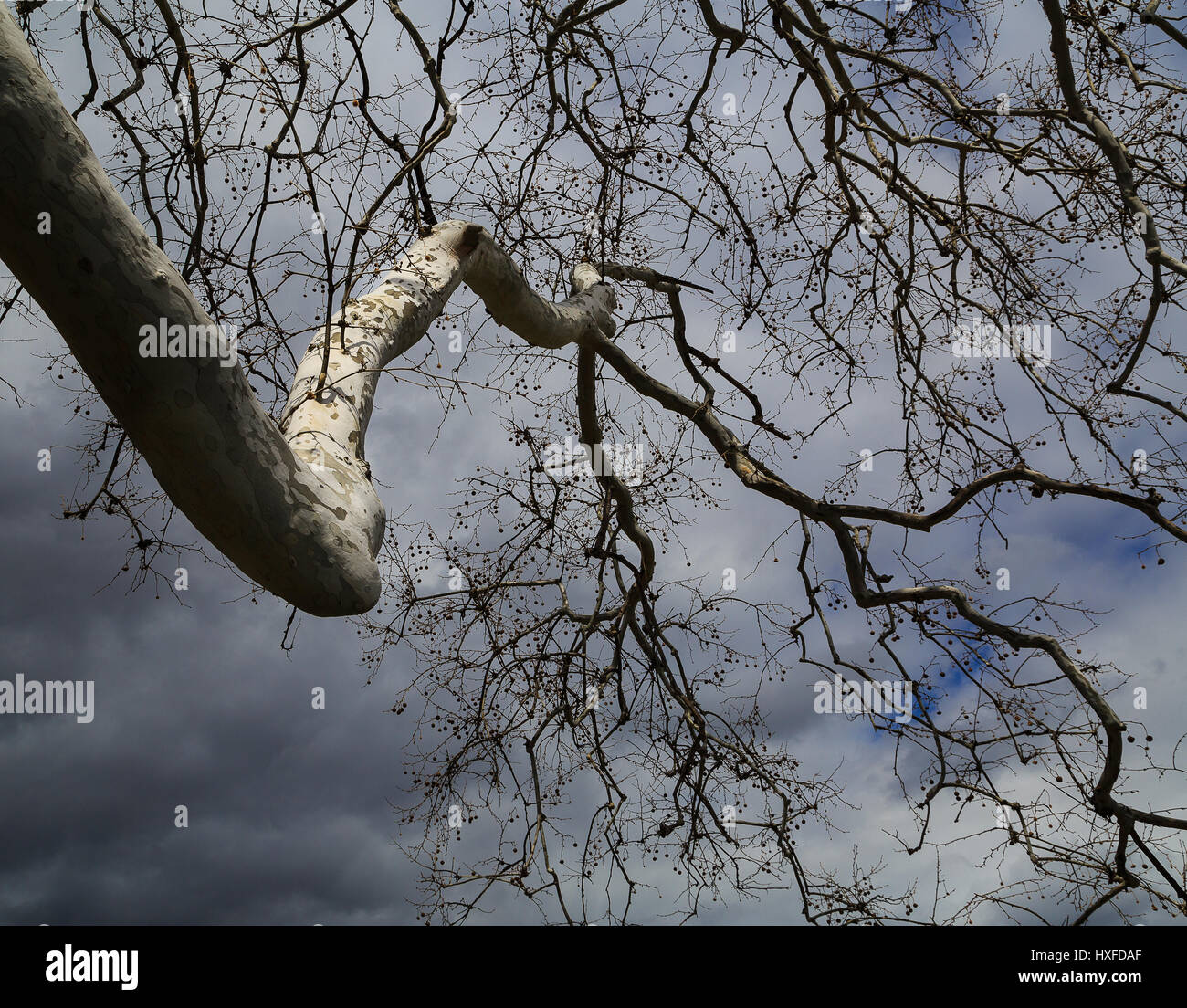 Sycamore trees near farm in rain storm. Hudson NY Stock Photo - Alamy