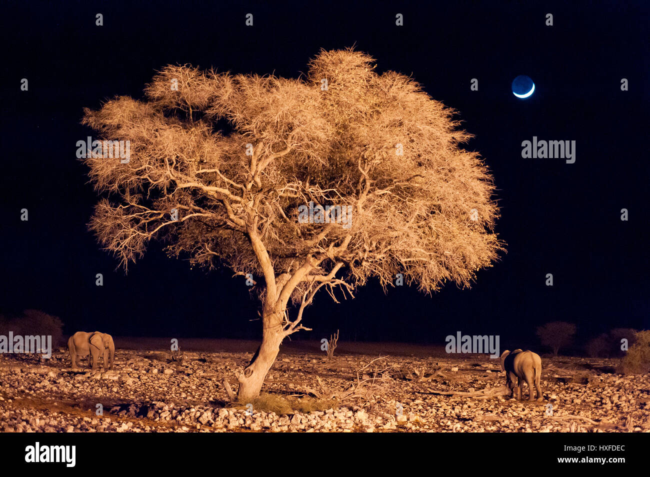 African moonlight hi-res stock photography and images - Alamy