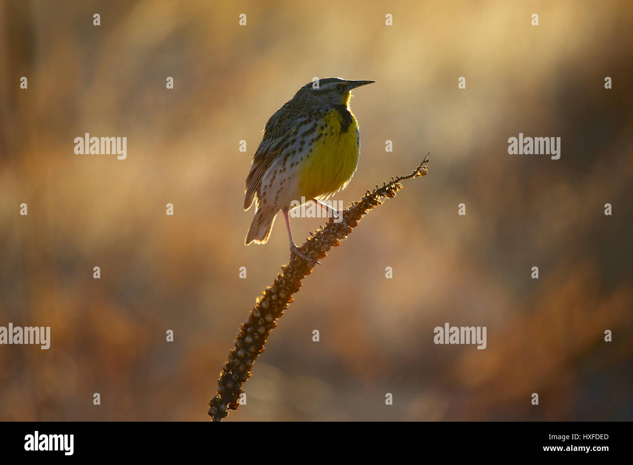 Nebraska state bird hi-res stock photography and images - Alamy