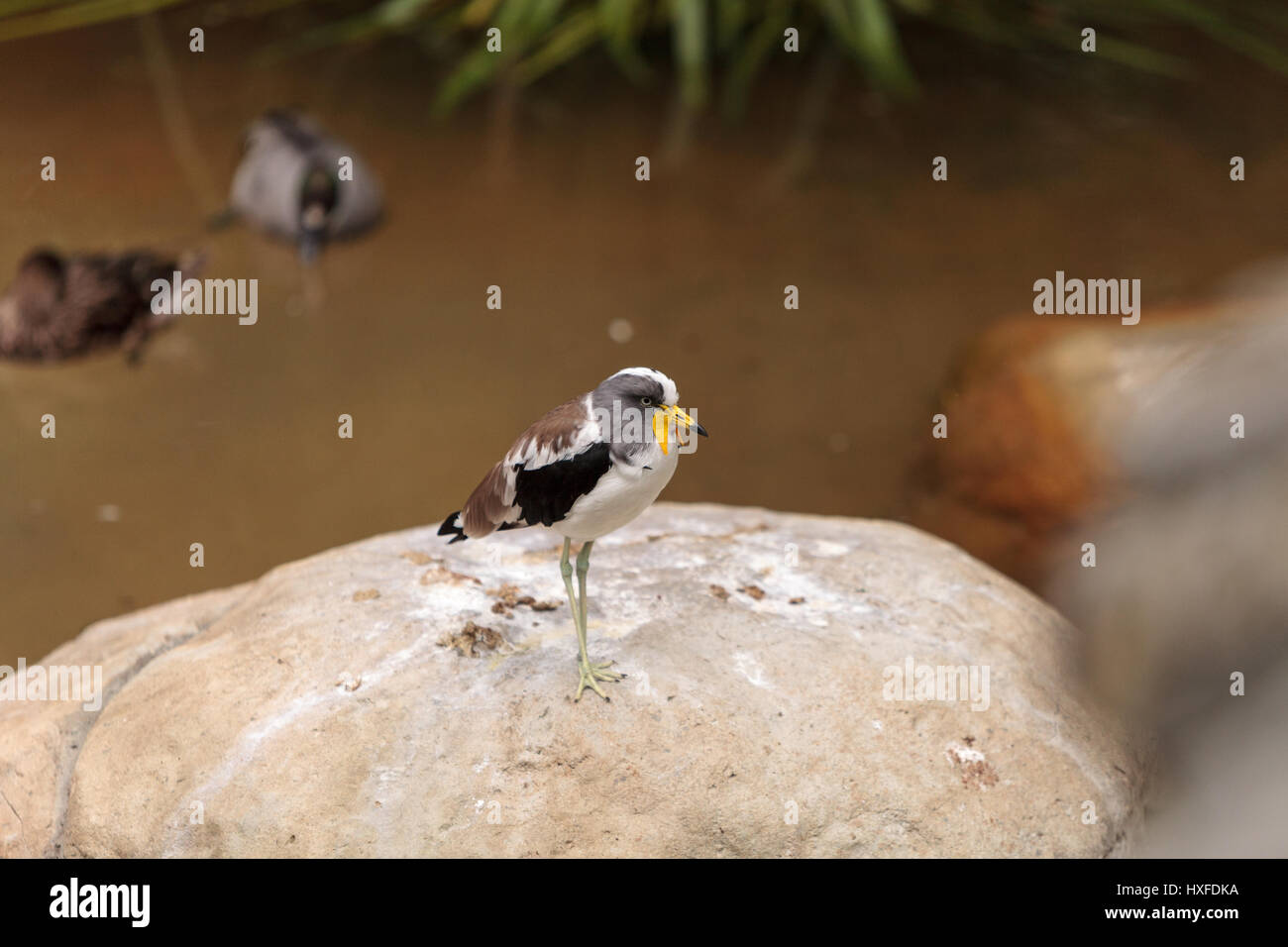White-headed lapwing called Vanellus albiceps perches on a rock. This ...