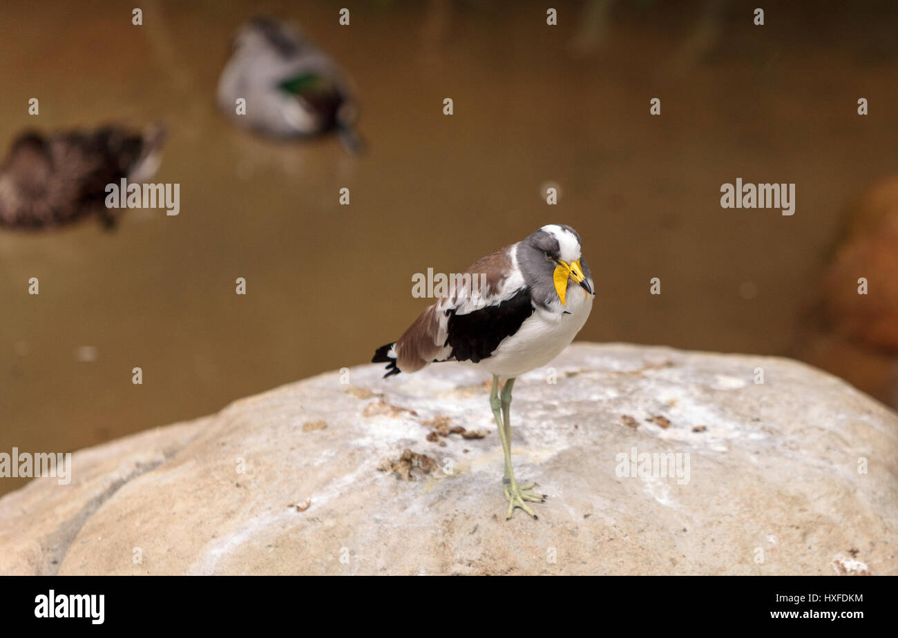 White-headed lapwing called Vanellus albiceps perches on a rock. This ...