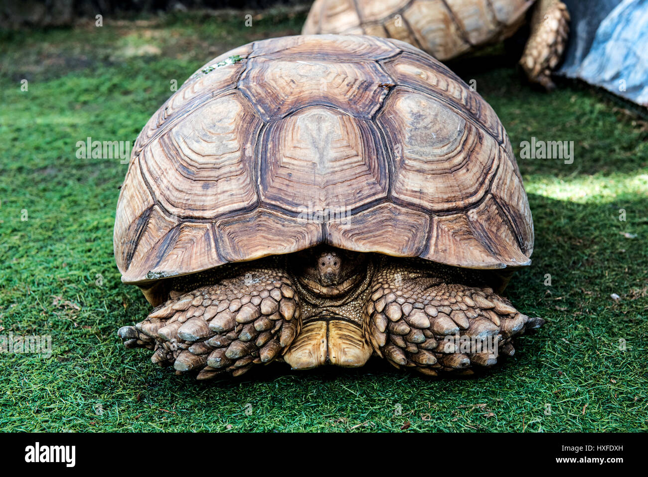 turtle, reptiles animal in the garden Stock Photo - Alamy