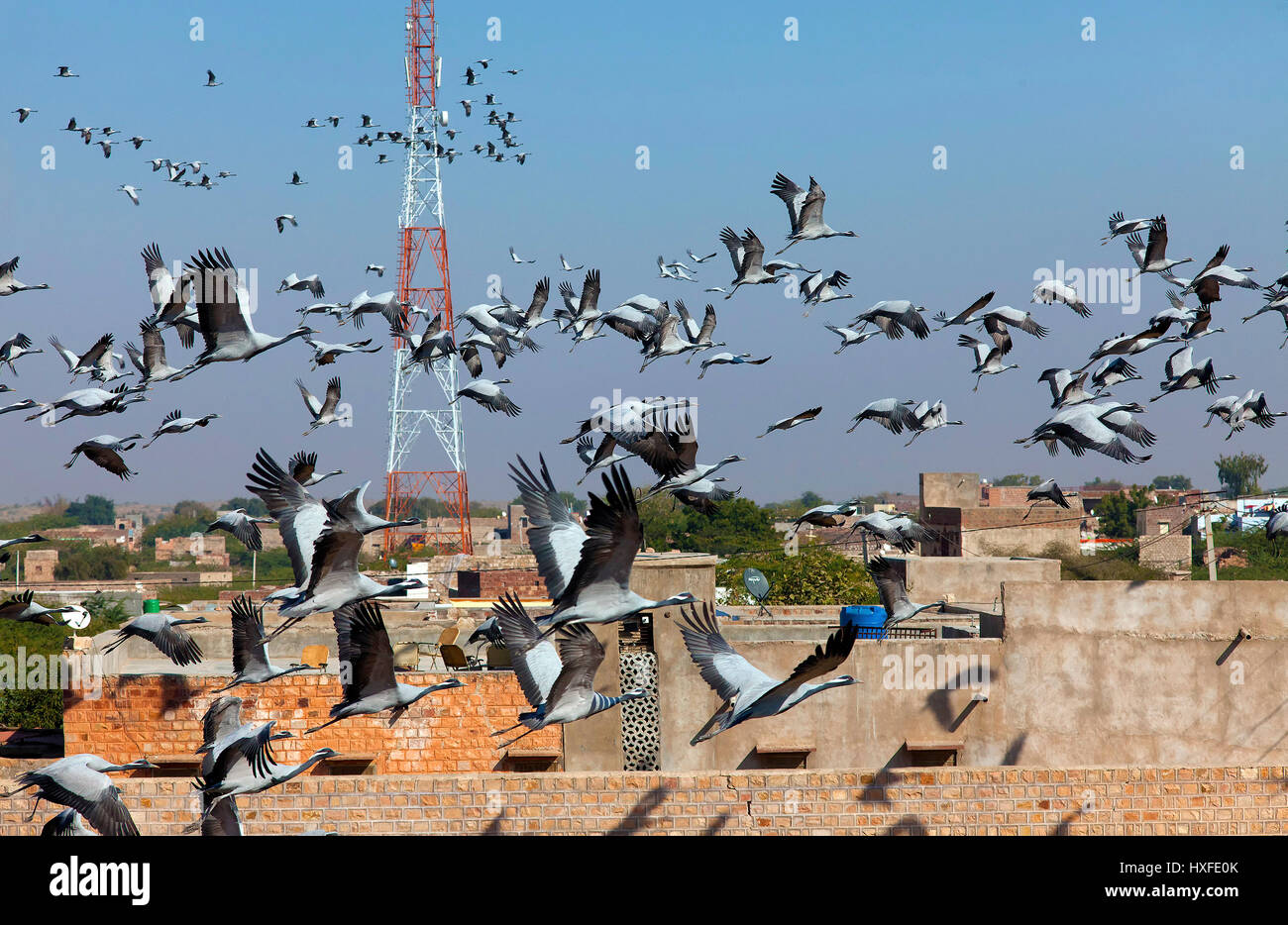 Demoiselle crane khichan hi-res stock photography and images - Alamy