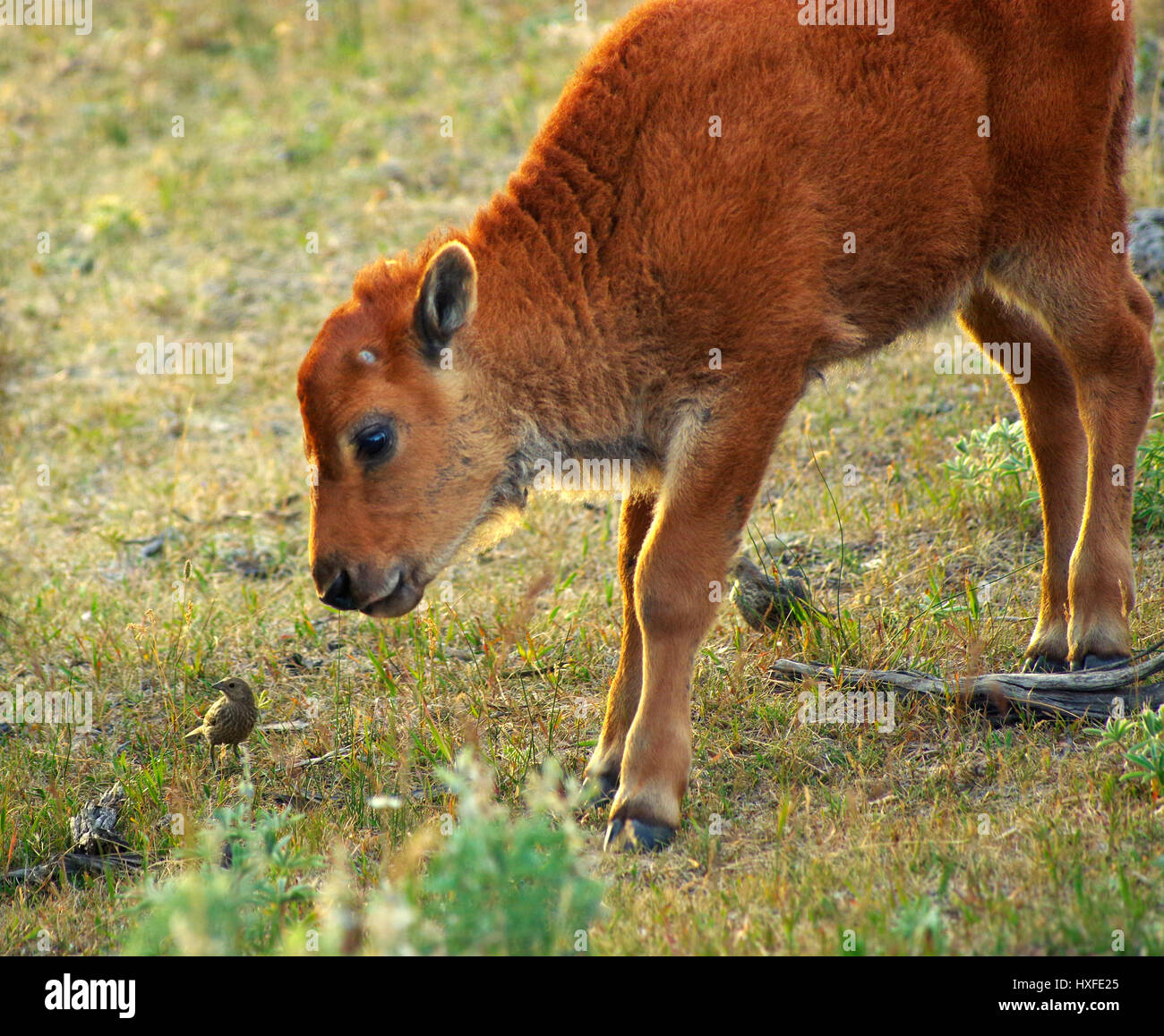 Beefalo Calves