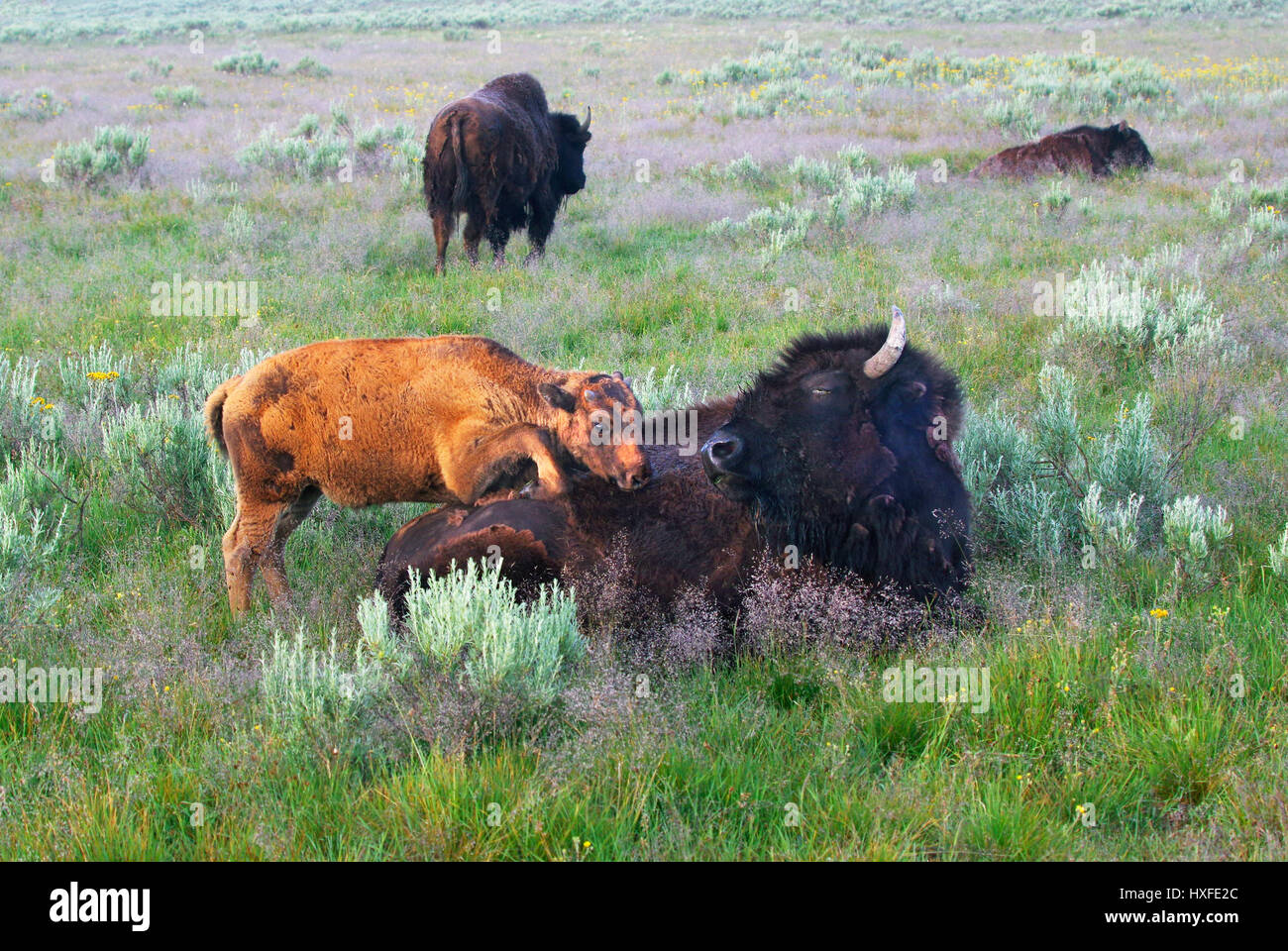 Buffalo hump hi-res stock photography and images - Alamy