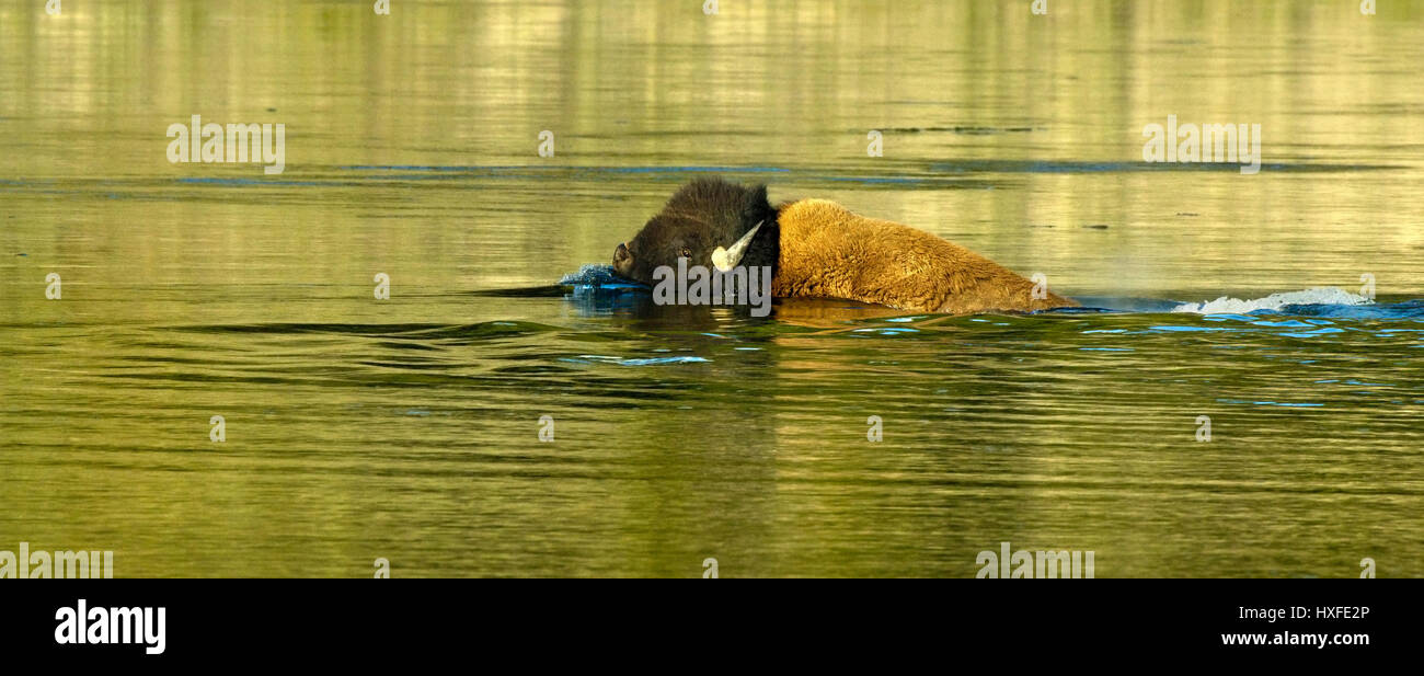 Buffalo Swimming Yellowstone River Stock Photo - Alamy