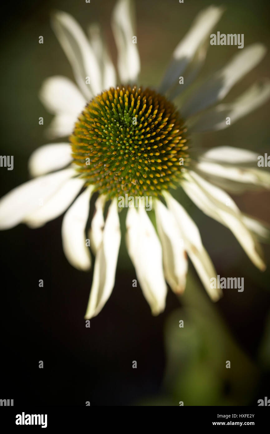 herbal Echinacea white flower Stock Photo - Alamy