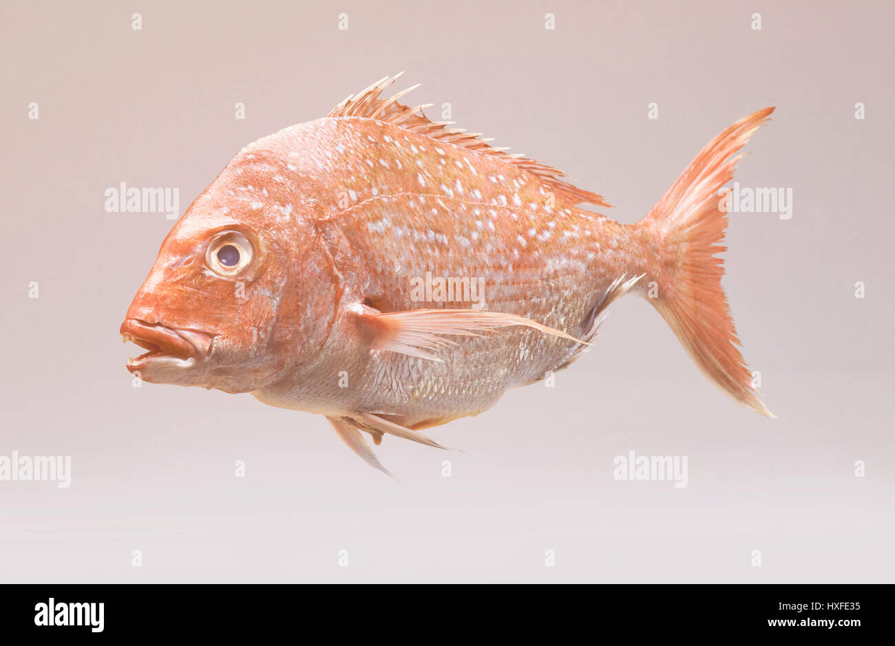 red snapper fish Stock Photo - Alamy
