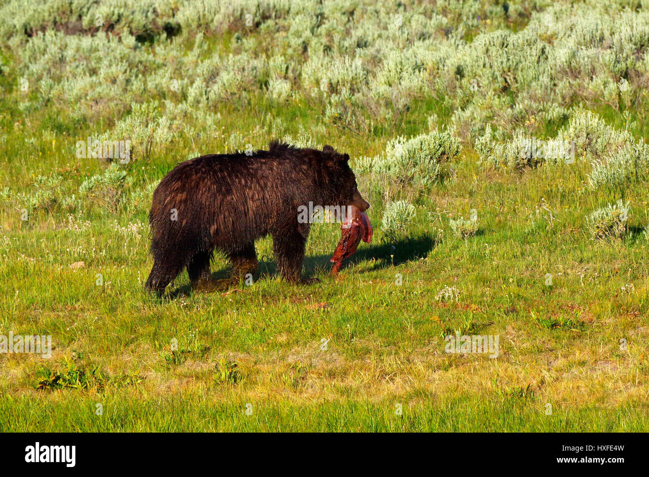 Grizzly Bear Carrying Piece of Bison Meat, Hayden Valley, Yellowstone ...