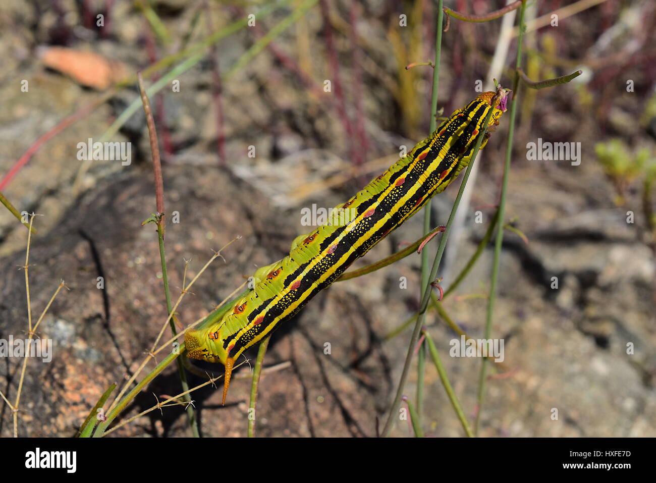 Hummingbird Moth Caterpillar, Palm Springs, California Stock Photo - Alamy