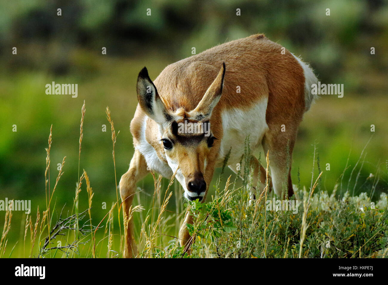 Female Pronghorn antelope eating leaves, Yellowstone National Park ...