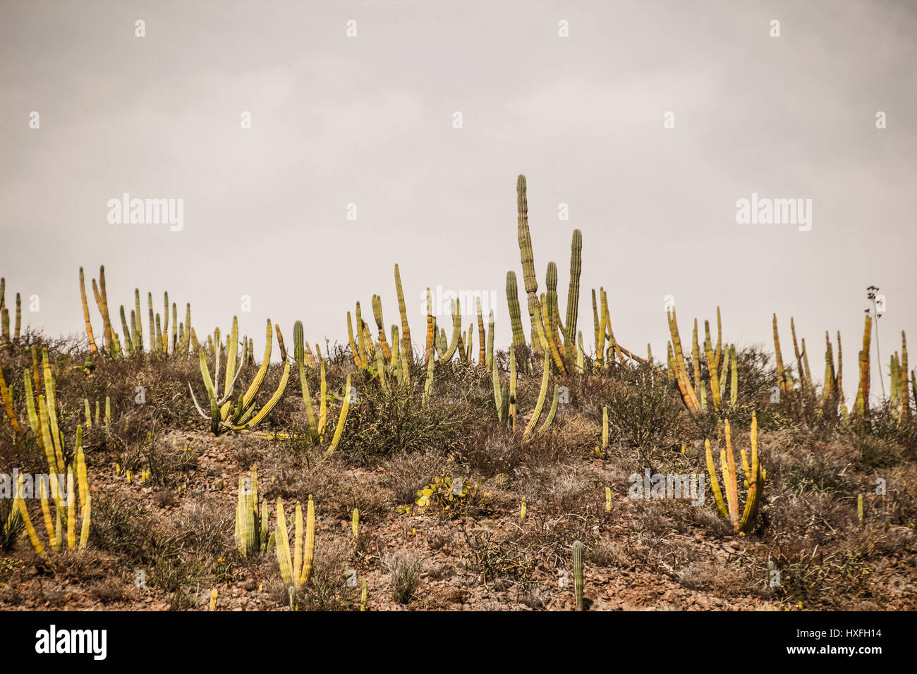 Photograph of some cactus plants in desert landscape Stock Photo - Alamy