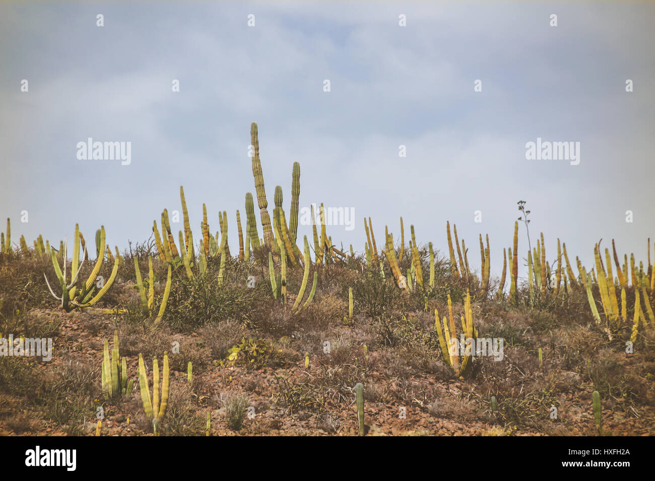 Photograph of desert plants hi-res stock photography and images - Alamy