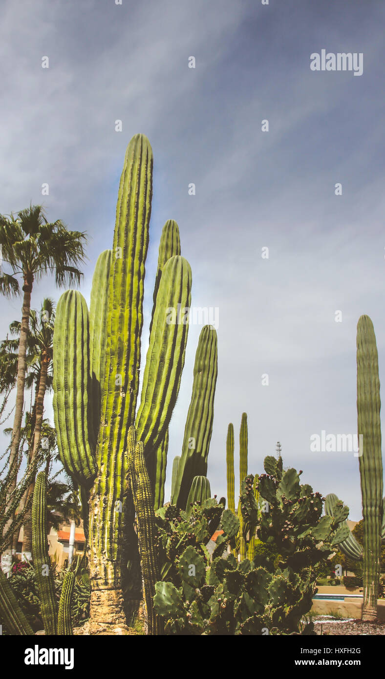 Photograph of some cactus plants in desert landscape Stock Photo - Alamy