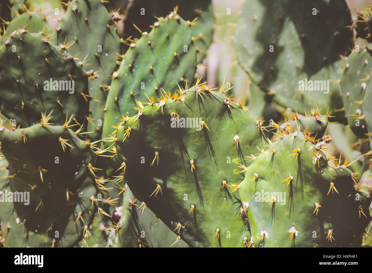Photograph of some nopal plants with thorns Stock Photo - Alamy
