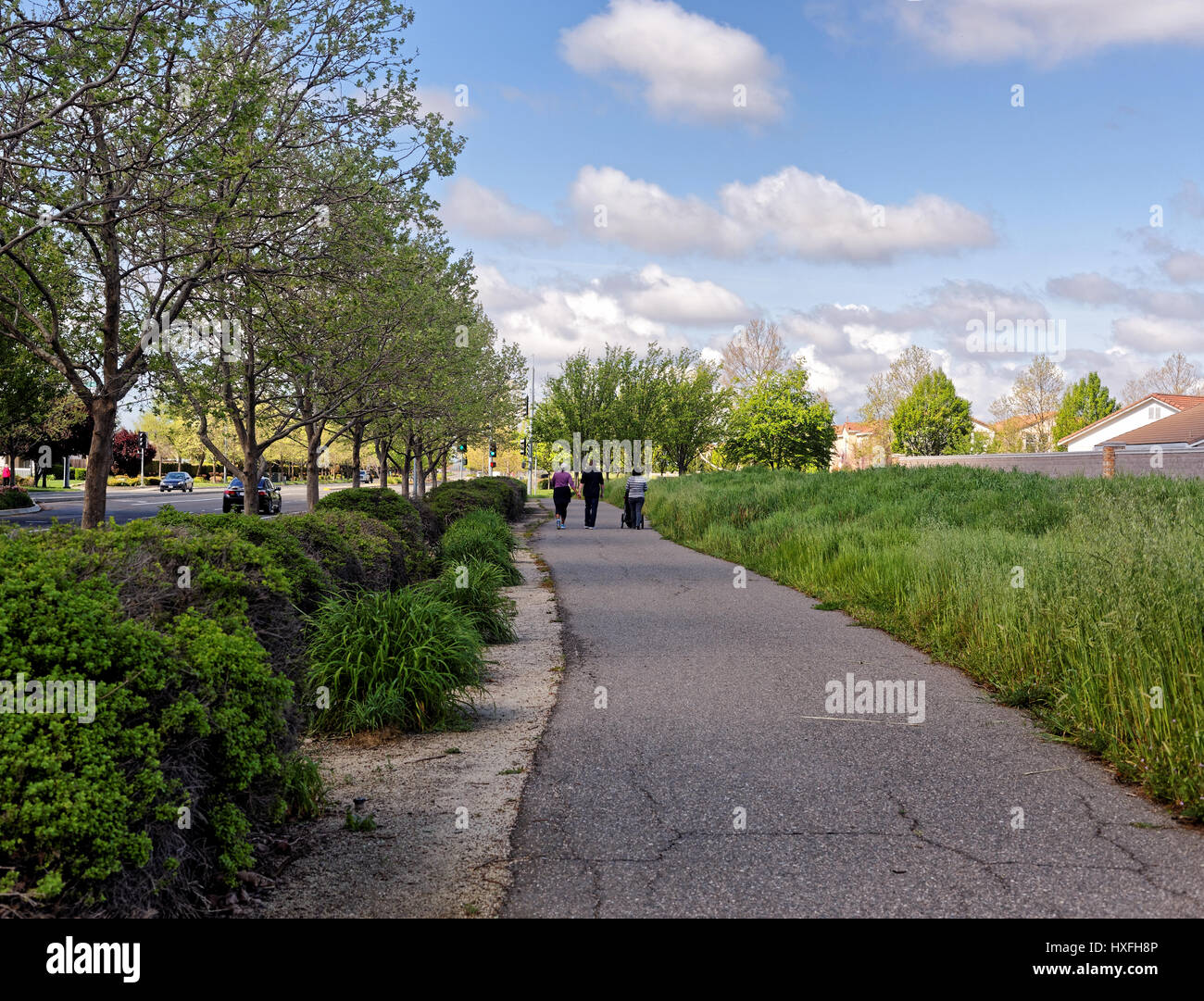 Trees and Walkway Stock Photo - Alamy