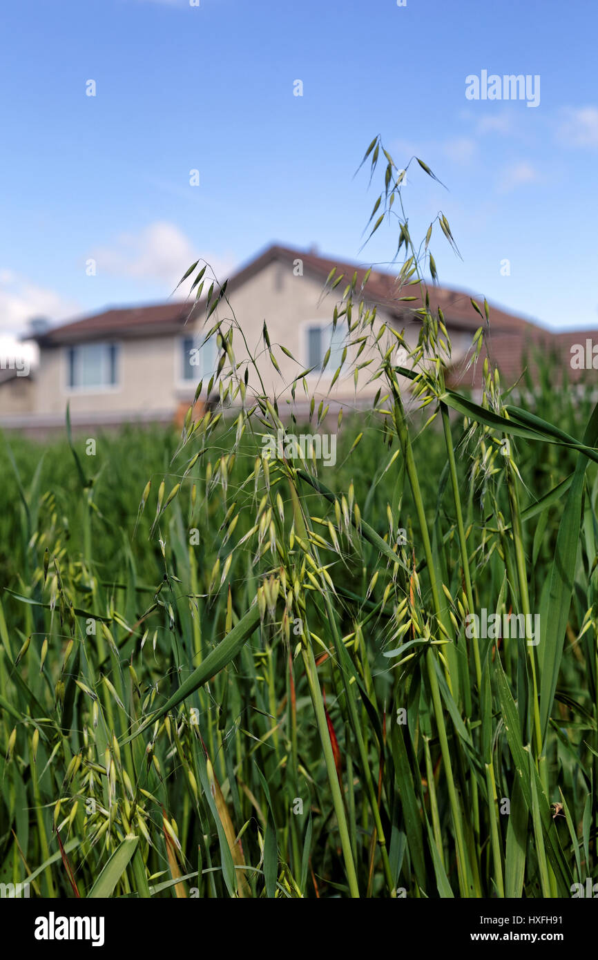 Long tall weeds grasses in hi-res stock photography and images - Alamy