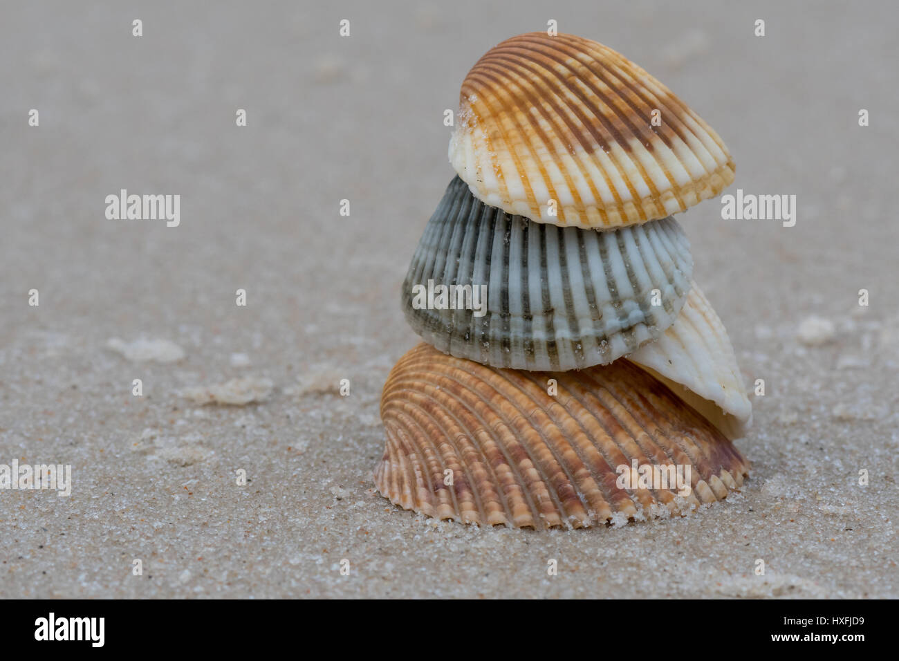 Stack of Shells with Copy Space to left Stock Photo - Alamy