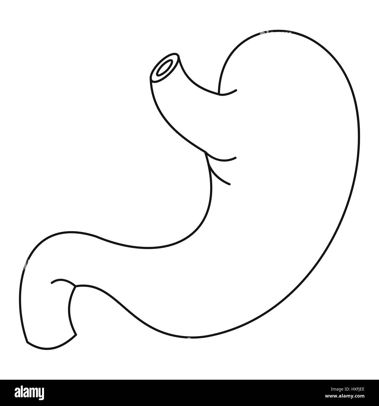 Stomach Illustration Cut Out Stock Images & Pictures - Alamy