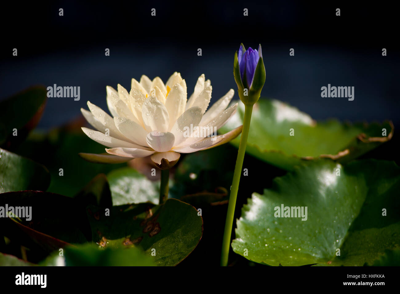 Nymphaeaceae is a family of flowering plants, commonly called water ...