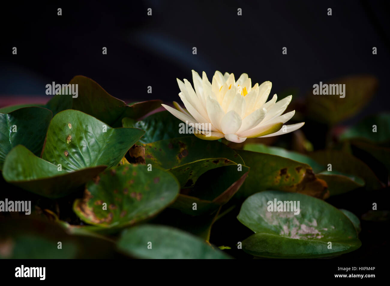 Nymphaeaceae is a family of flowering plants, commonly called water ...