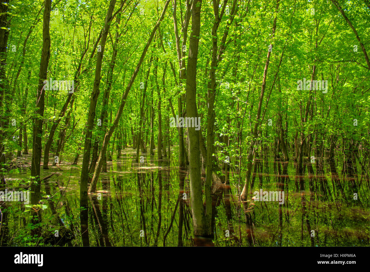 Swamp in the green forest Stock Photo - Alamy