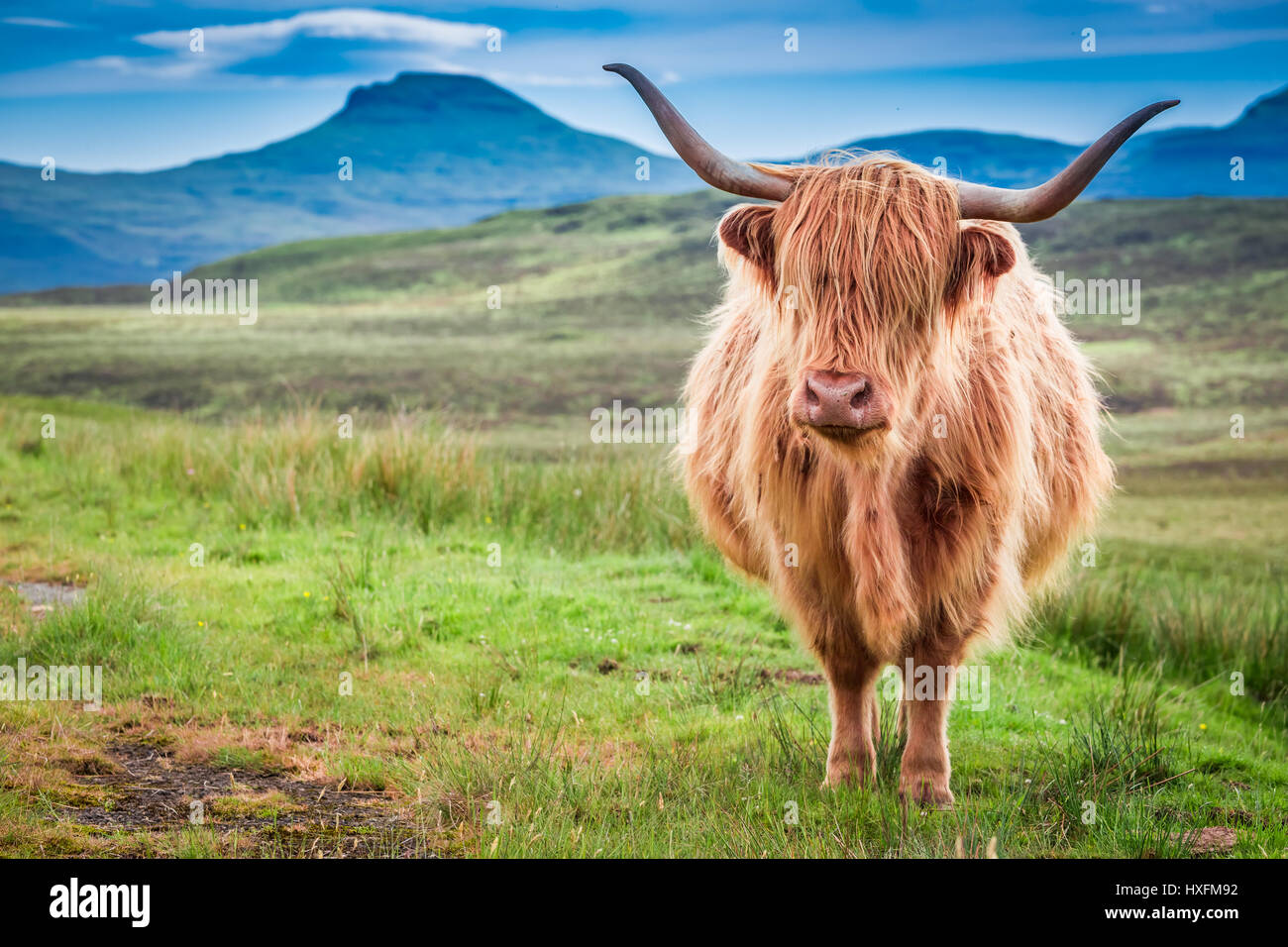Highland cow in Isle of Skye, Scotland Stock Photo - Alamy
