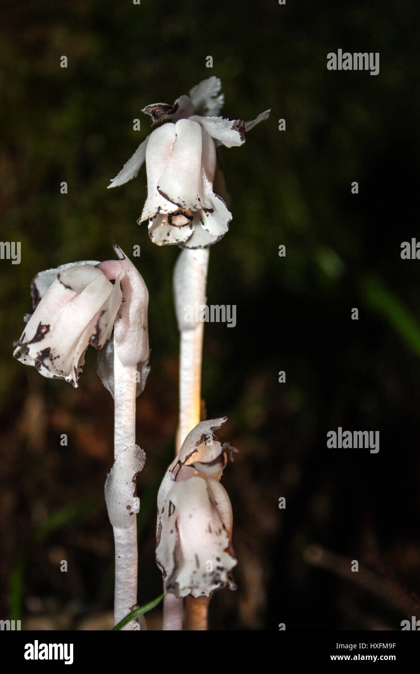 Indian pipe ghost plant growing in forest Stock Photo - Alamy
