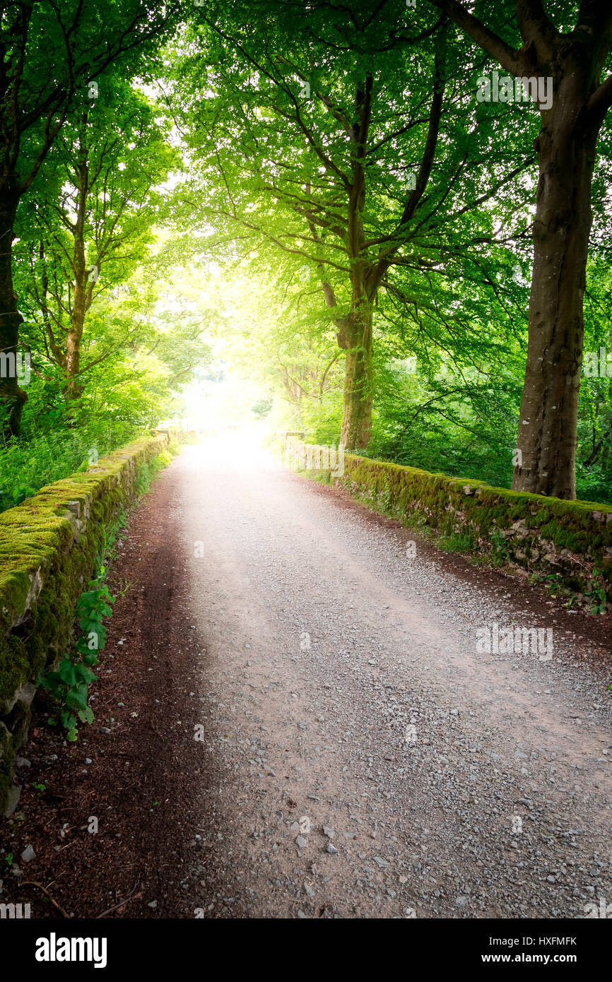 Path in the forest and rays of the sun Stock Photo - Alamy