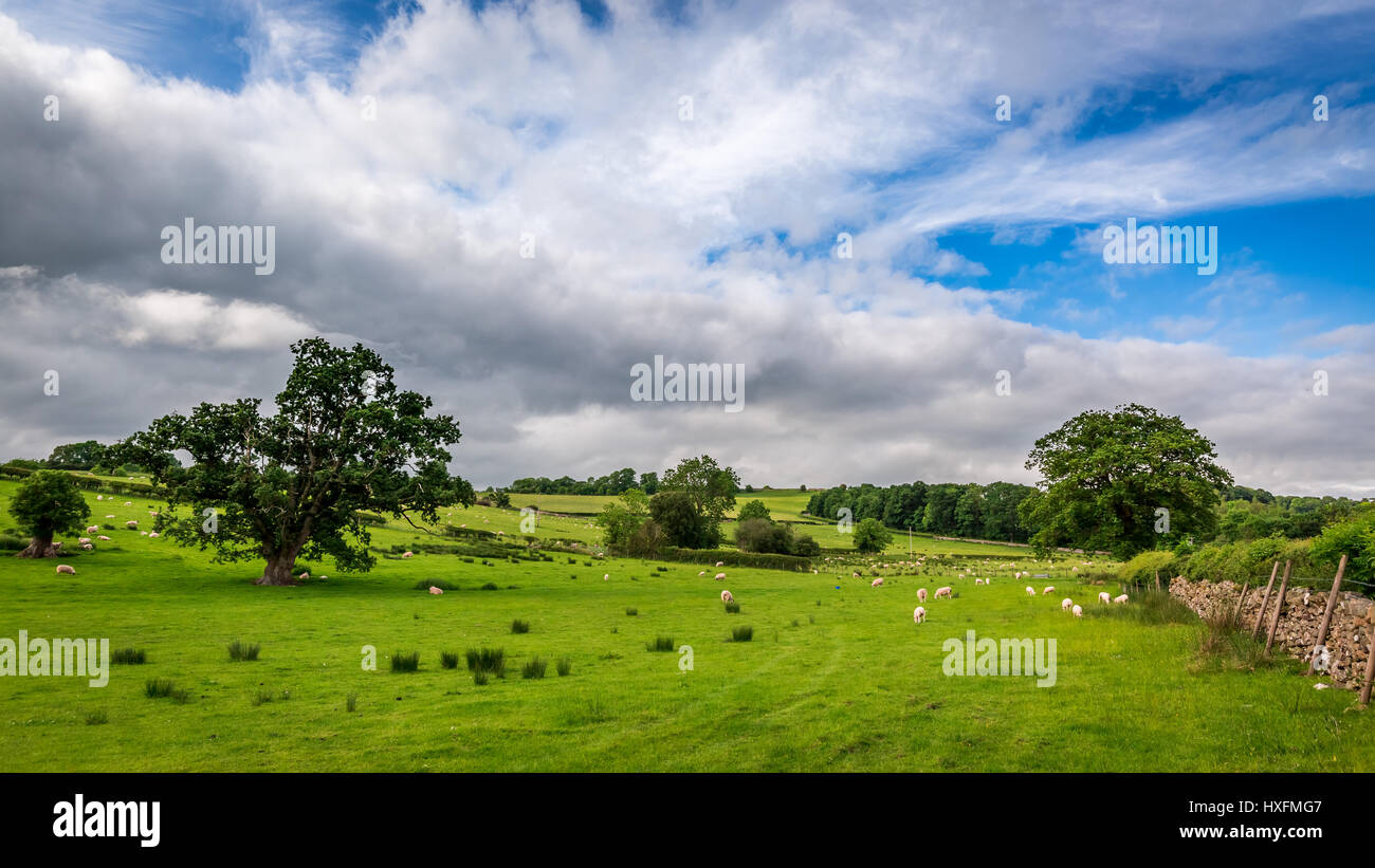 View of pasture full of sheep fenced stone wall, England Stock Photo ...