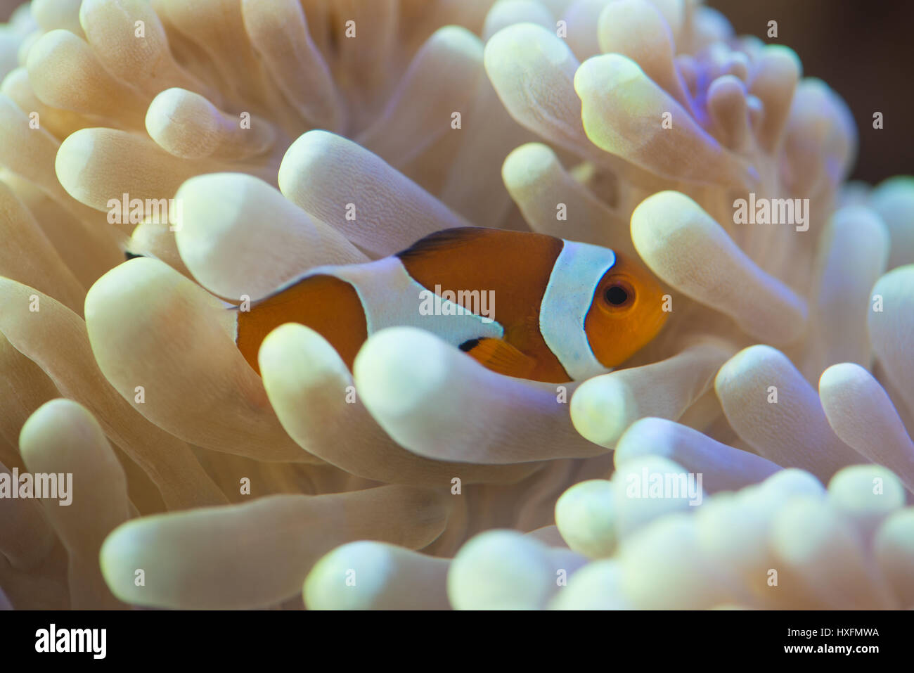 clown fish hosting on anemone Stock Photo - Alamy