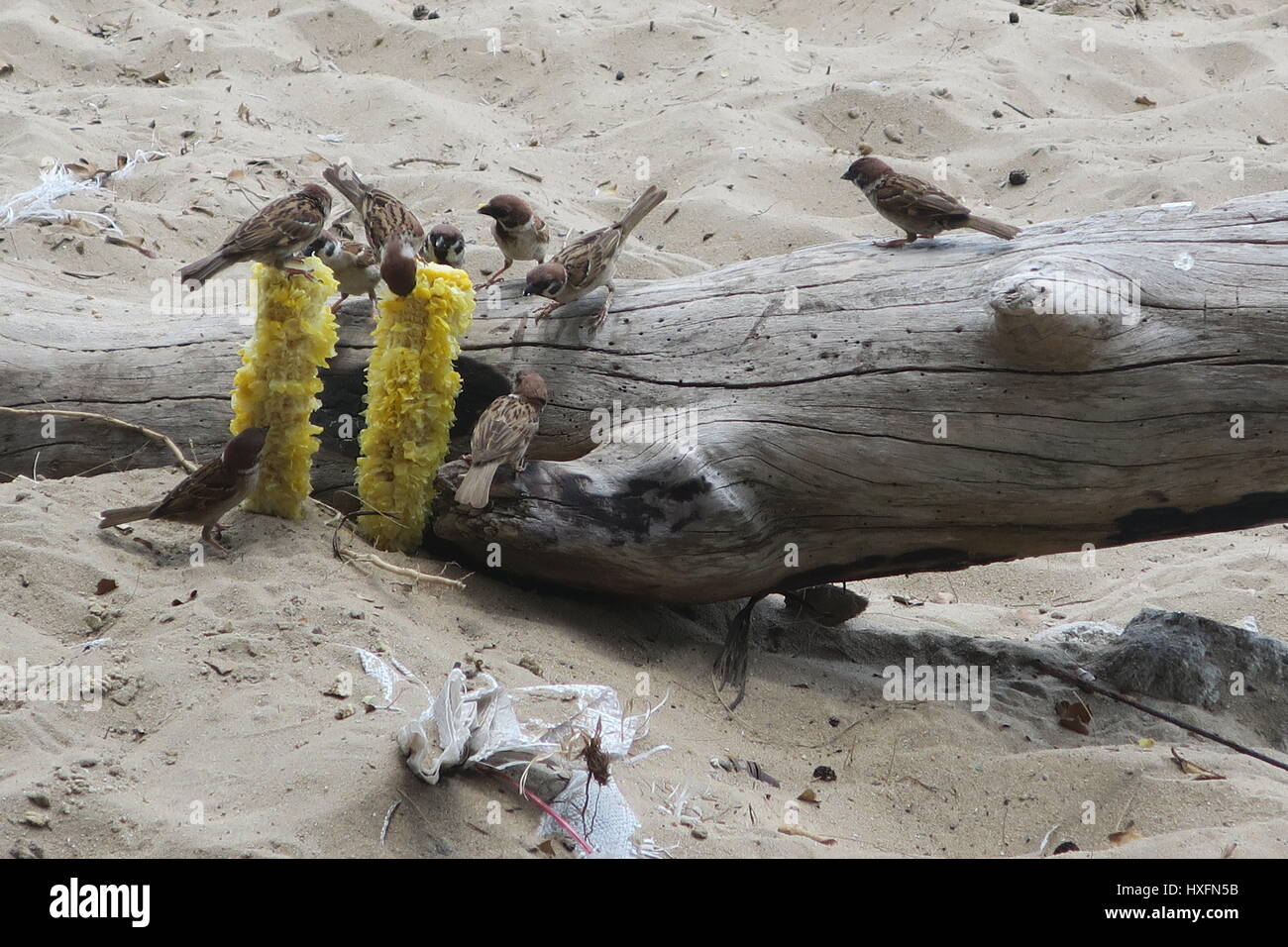 Lots of small sparrows eating corn at dry trunk on sandy beach Karon ...