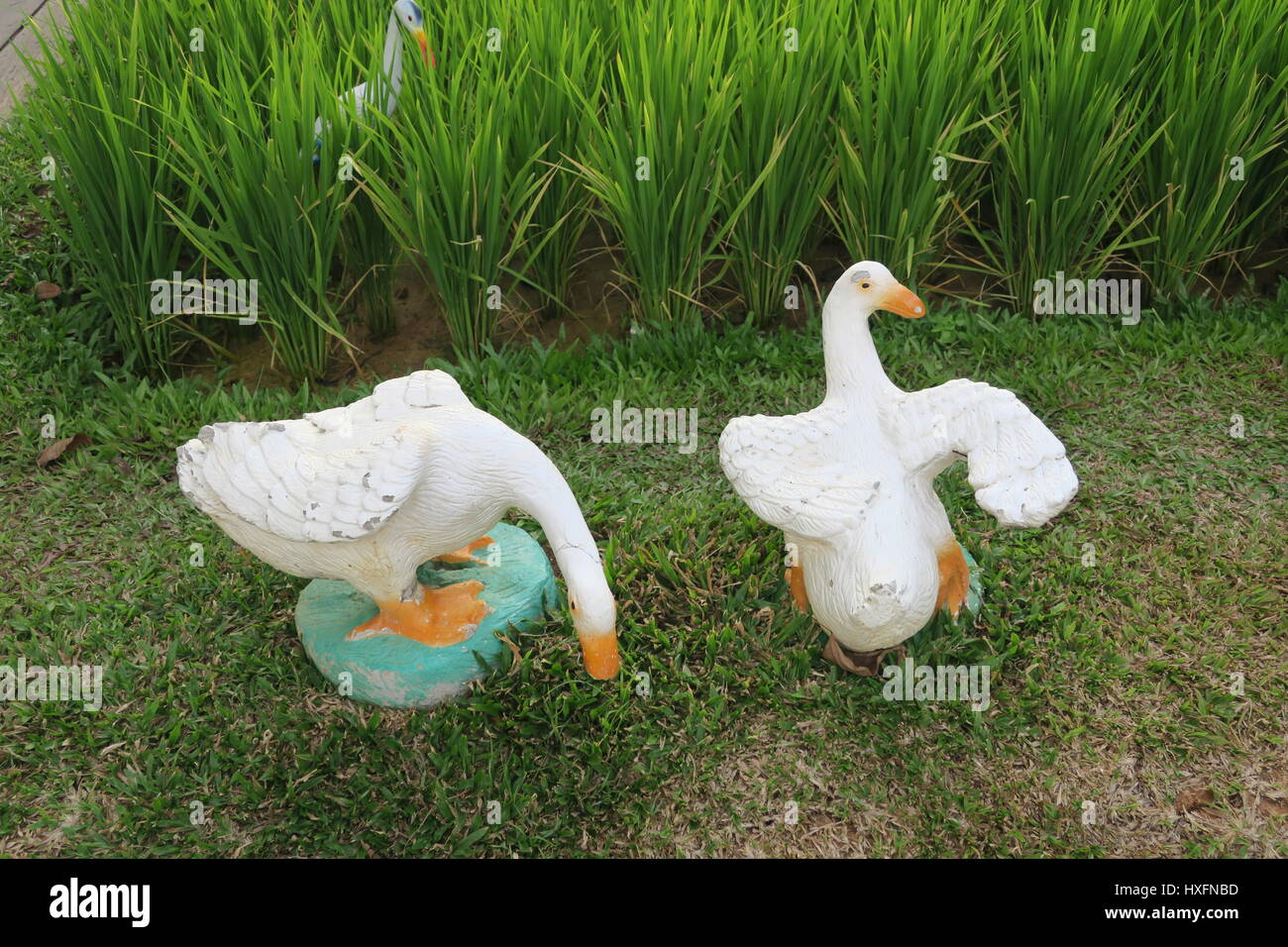 countryside on Phuket, Thailand, Asia. bright green paddy field, birds ...