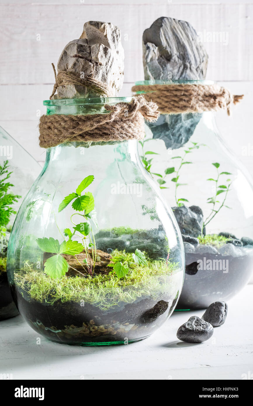 Beautiful jar with piece of forest with self ecosystem Stock Photo - Alamy