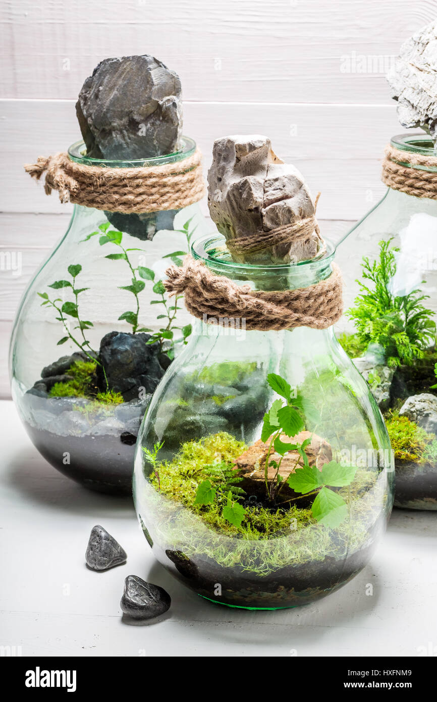 Beautiful live plants in a jar with self ecosystem Stock Photo - Alamy