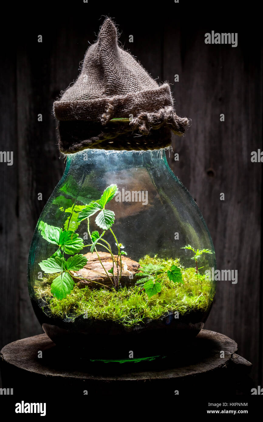 Small jar with live forest with self ecosystem Stock Photo - Alamy