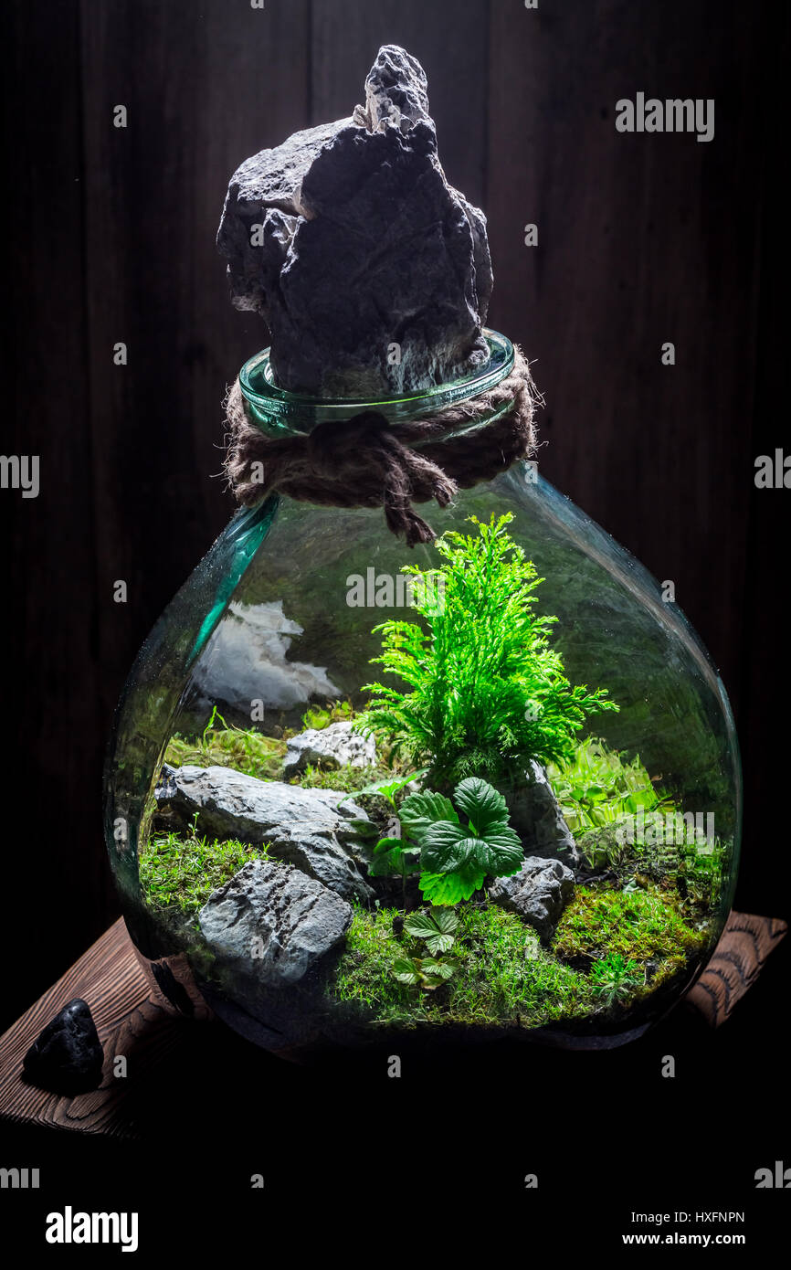 Small live plants in a jar as new life concept Stock Photo - Alamy