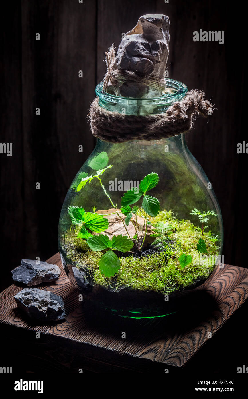 Amazing live plants in a jar with self ecosystem Stock Photo - Alamy