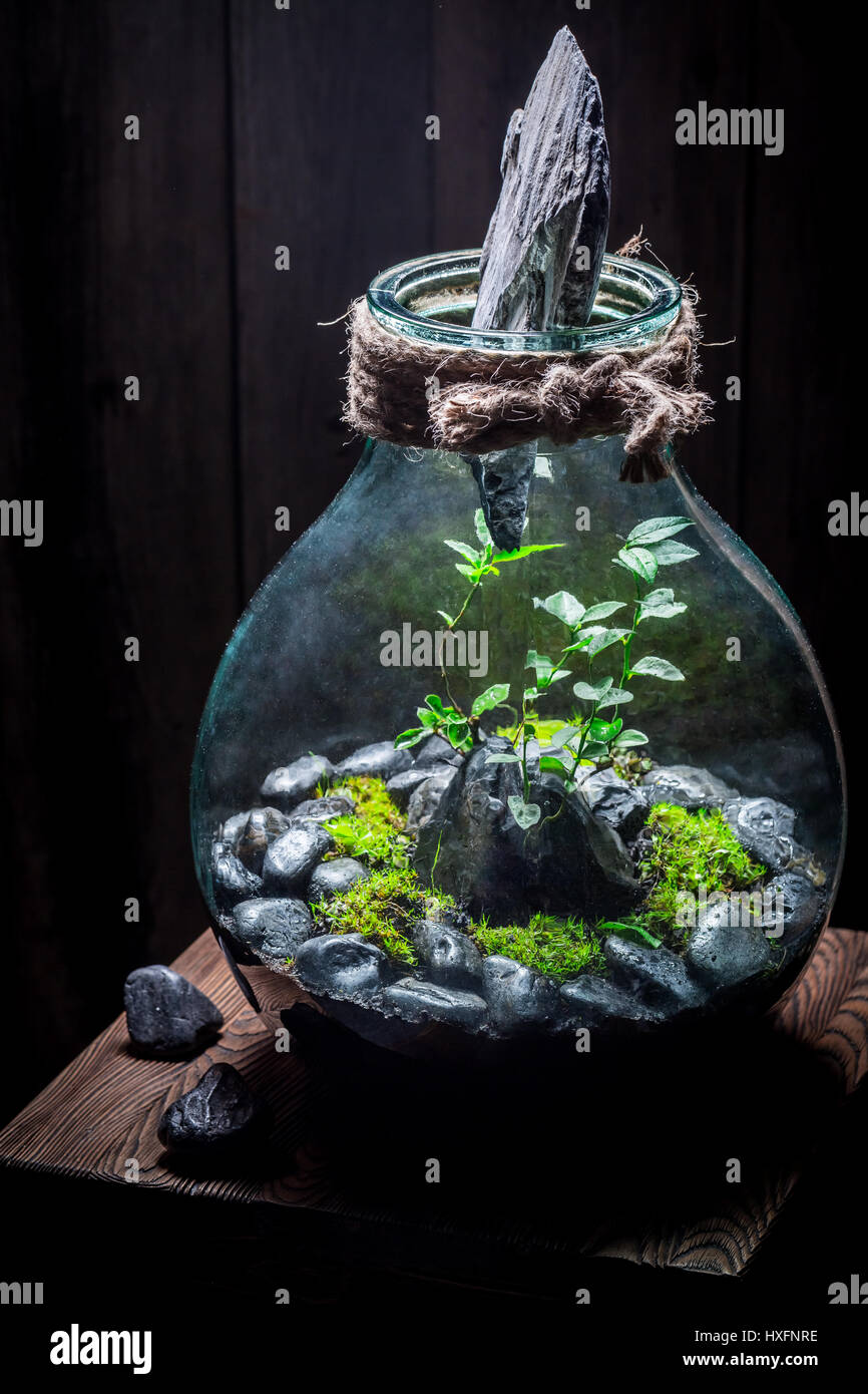 Small jar with piece of forest with self ecosystem Stock Photo - Alamy