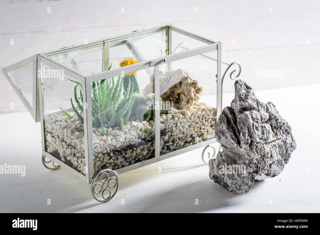 Small terrarium with live cactus and self ecosystem Stock Photo - Alamy