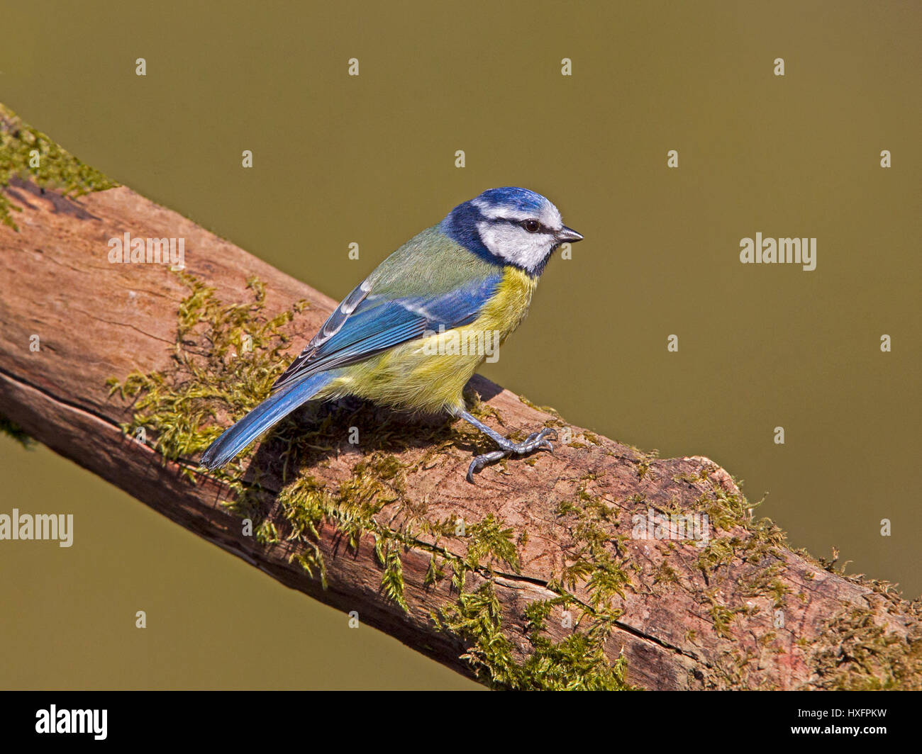 European blue tit perched on branch Stock Photo - Alamy