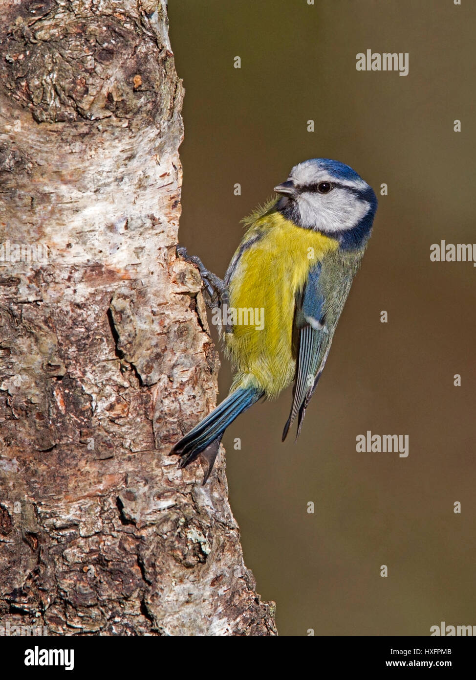 European blue tit on tree trunk Stock Photo - Alamy