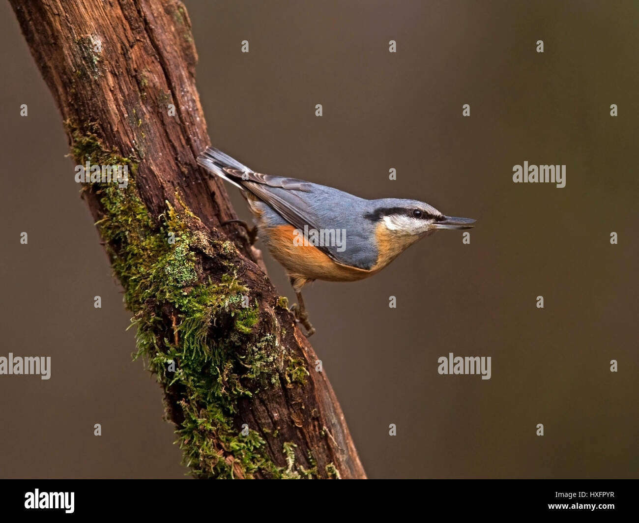 Male nuthatch hi-res stock photography and images - Alamy
