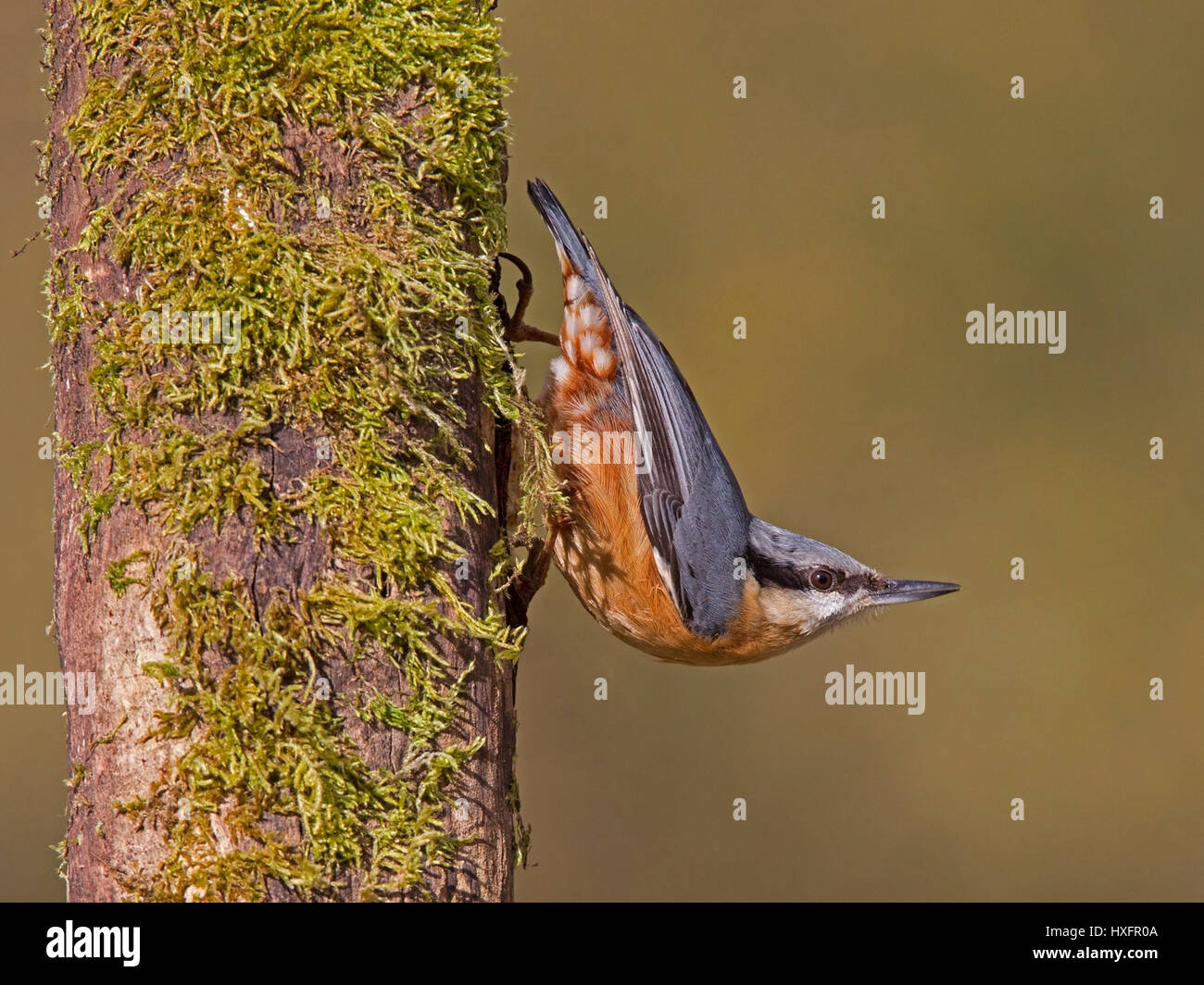 Male Eurasian nuthatch on tree trunk Stock Photo - Alamy