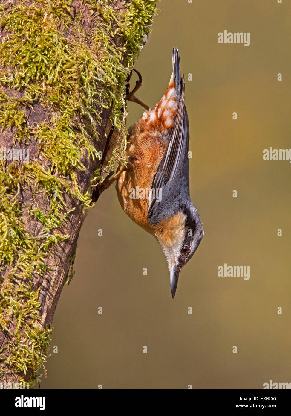 Male nuthatch hi-res stock photography and images - Alamy