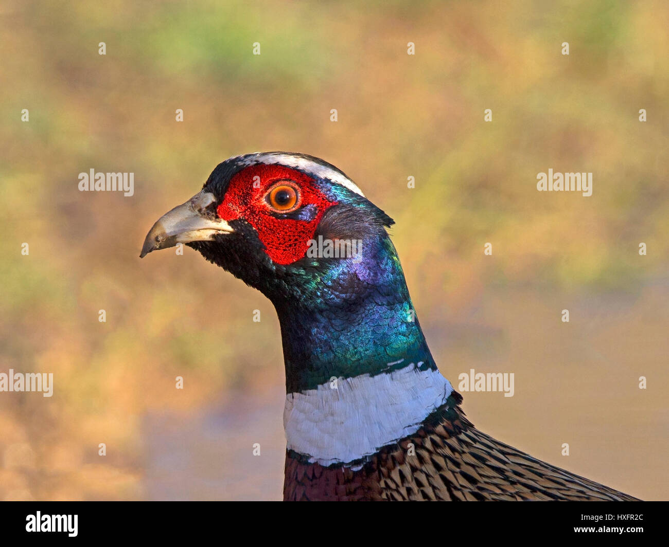 Close up of head of male common pheasant Stock Photo - Alamy