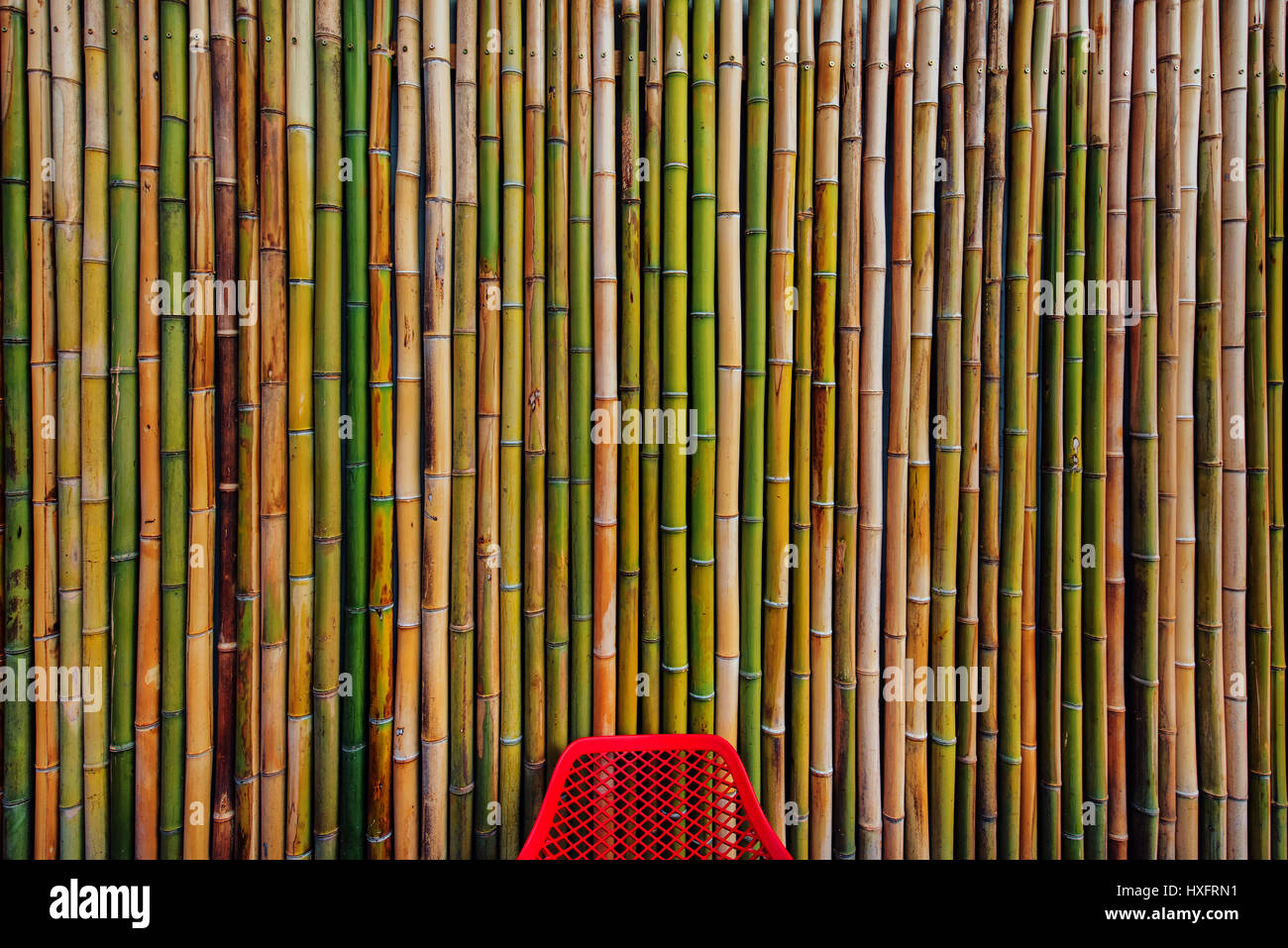 Dry bamboo tree fence wall background, original natural pattern texture ...