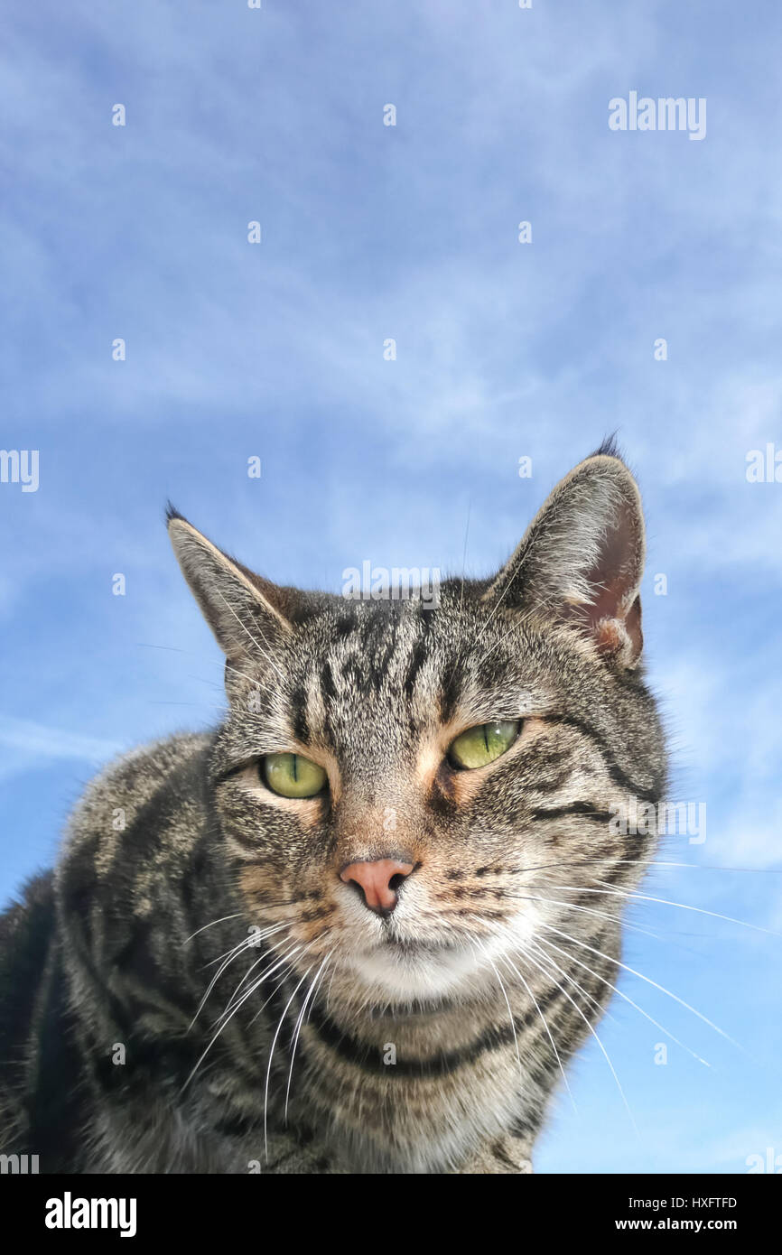 closeup of a tabby cat face against blue sky Stock Photo - Alamy