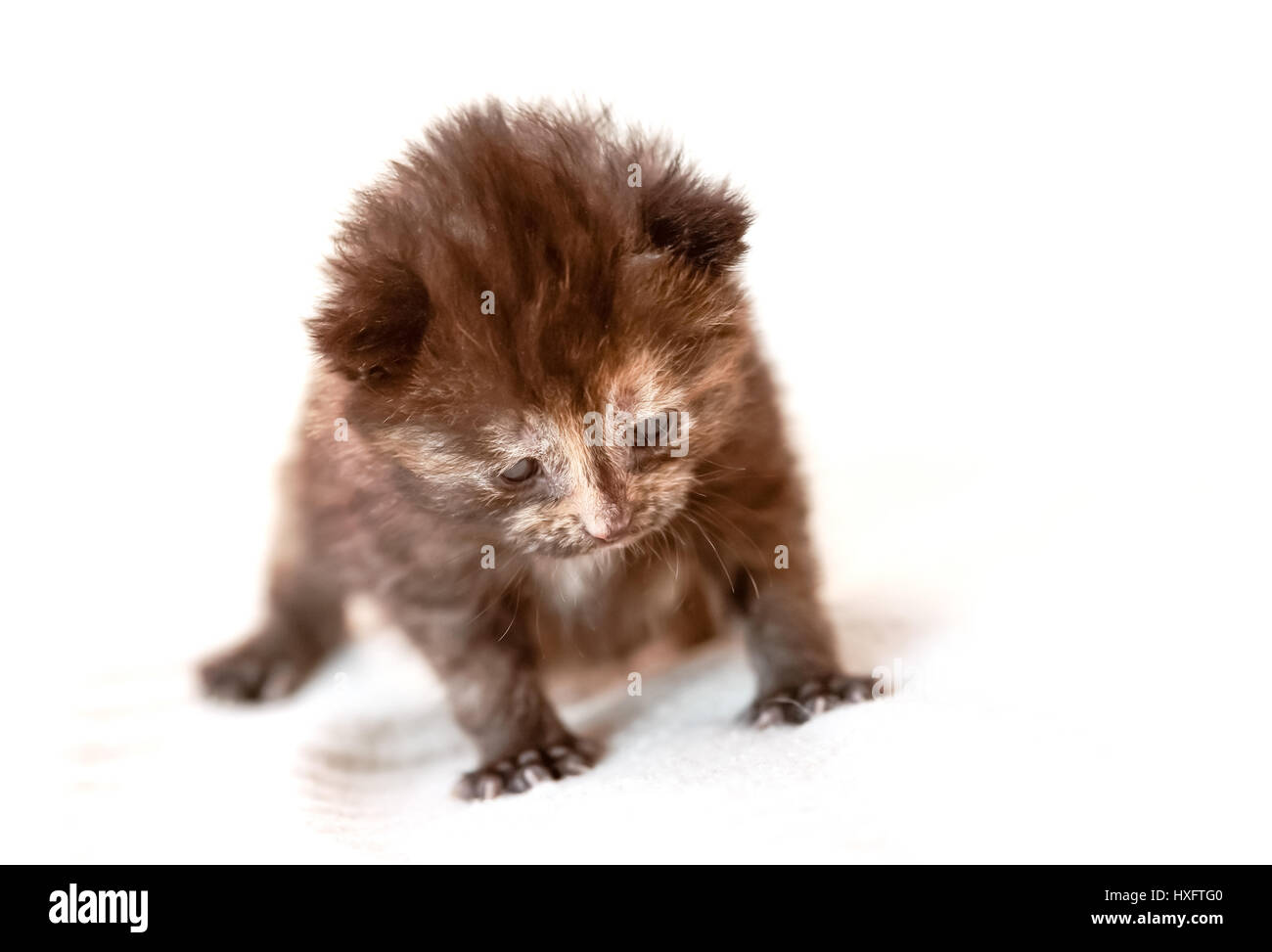 very young kitten crawling on a white background Stock Photo - Alamy