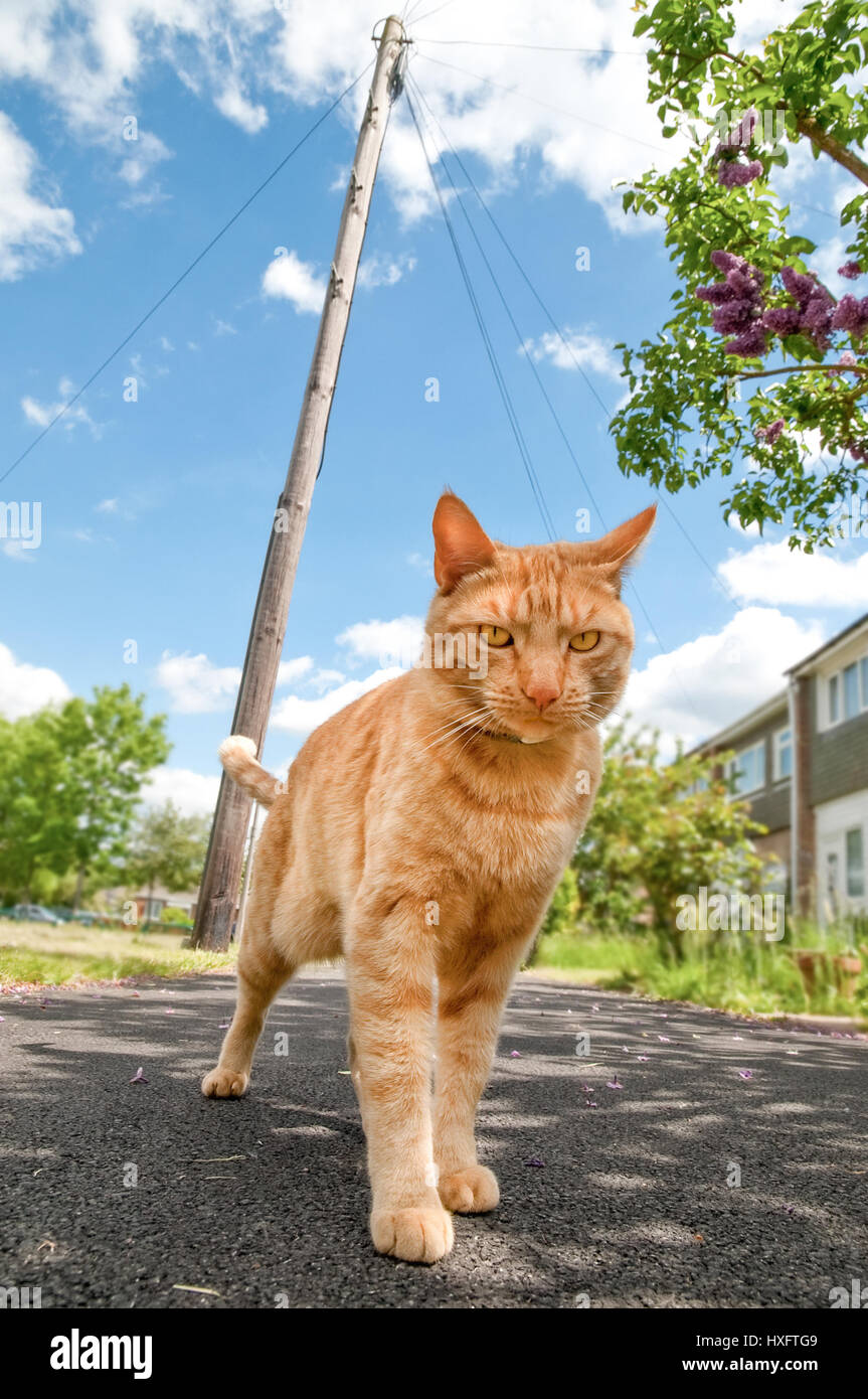 urban cat defending his alley Stock Photo - Alamy